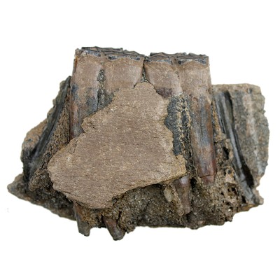 FOSSIL WILD HORSE Lower Jaw Molars Equus Ferus Mandibula p3-p4 ...