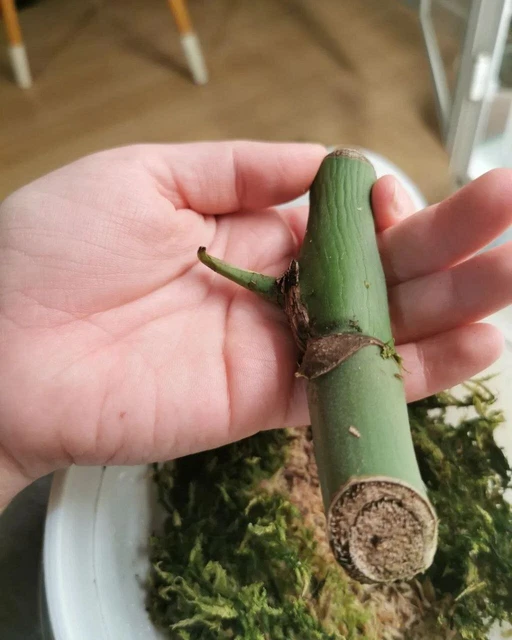 FRESH MONSTERA ALBO 3 Cutting Roote Variegated Tropical Plant £11.82 ...