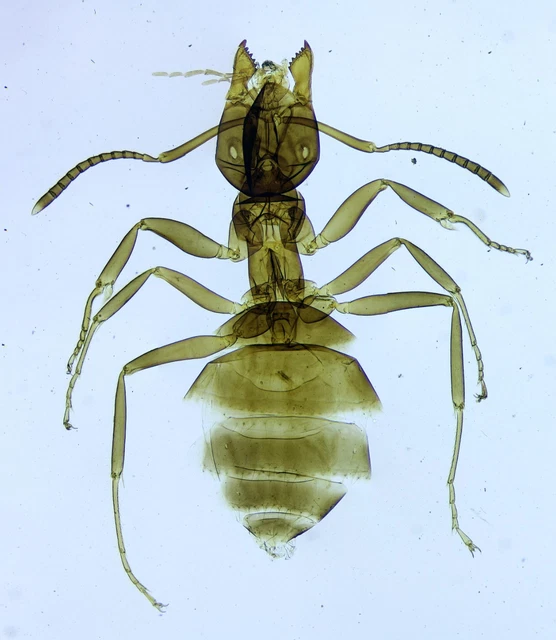 ANTIQUE MICROSCOPE SLIDE by John Barnett. "Garden Ant". £5.00 - PicClick UK