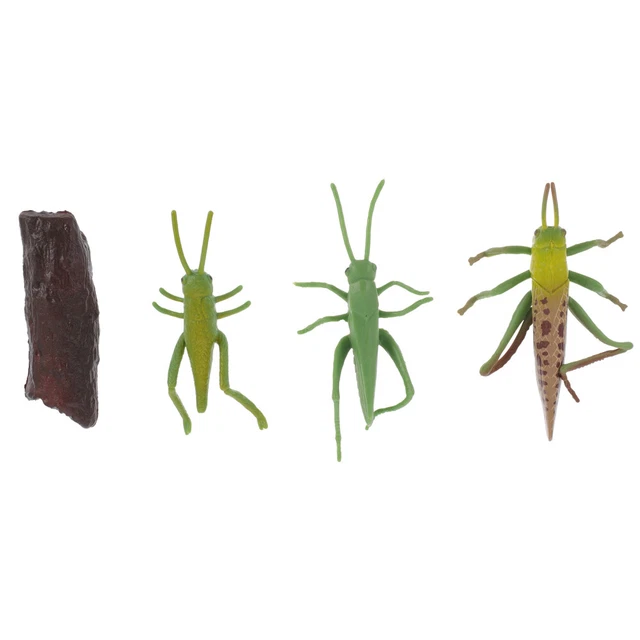 EDUCATIONAL TOYS KIDS Bug Life Cycle Toys Locust Figures Science ...