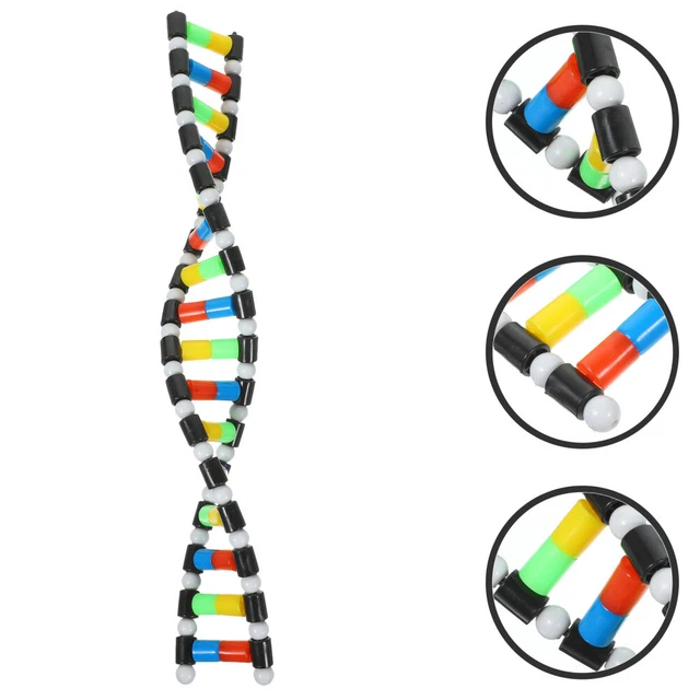 DNA MODEL FOR Kids Double Helix Molecular Structure Child Beach ...