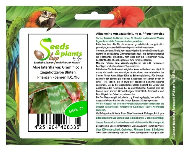 3X ALOE LATERITIA Var. Graminicola Ziegelrotgelbe Fiori Piante - Seme ...