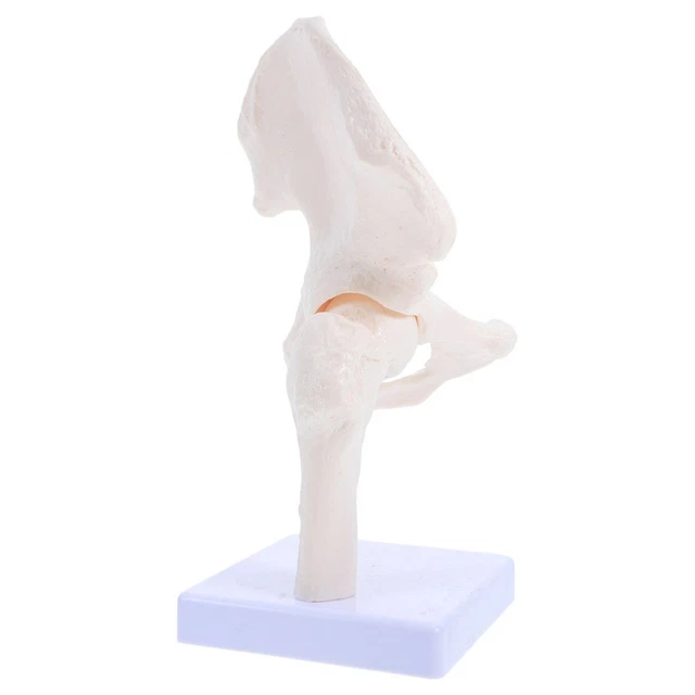 HUMAN JOINT MODEL Realistic Skeleton Teaching Model Students Anatomy ...