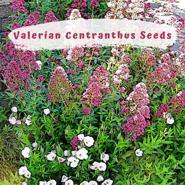RED VALERIAN (CENTRANTHUS ruber) Jupiter's Beard Flower Seeds $2.99 ...