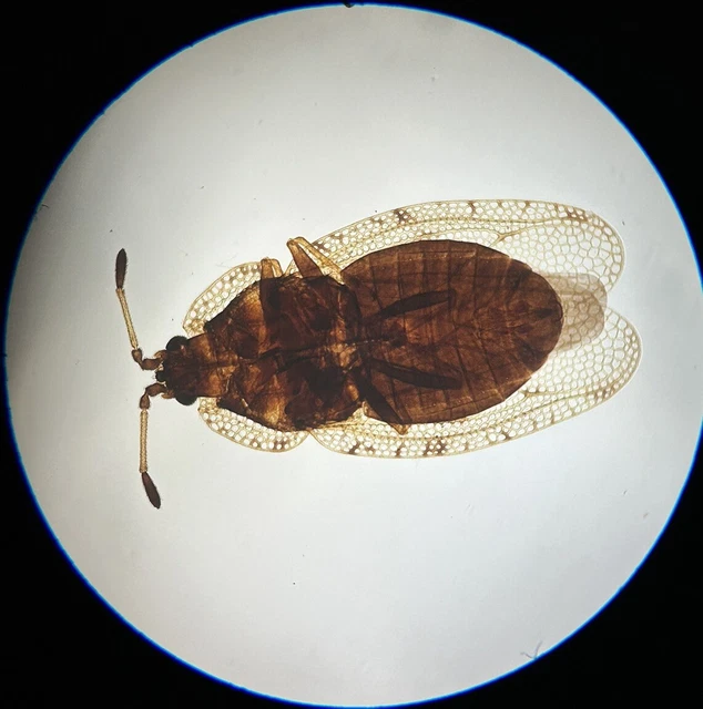 ANTIQUE WHOLE INSECT Microscope Slide. Showing Thistle Bugs. By C.R ...