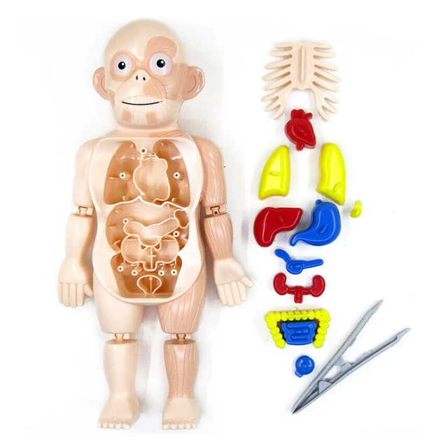 3D DIY PUZZLE Human Body Anatomy Model Learning Organ Assembled Toy ...
