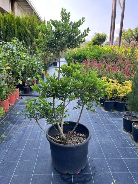 PIANTA DI ILEX Crenata Pom Poms a 5, Bonsai, H110-120cm EUR 119,00 ...