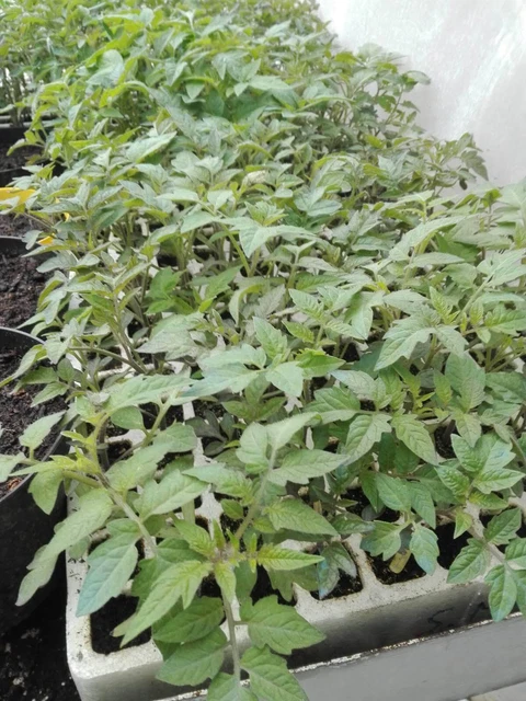 PIANTINE DI POMODORI Piantine da orto Piantine di Pomodoro del Piennolo ...