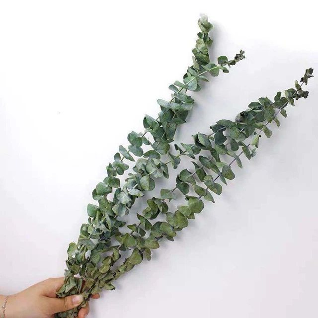NUZIALE BRANCHI STEMS Real Palnt Foglie di eucalipto naturali Fiore ...