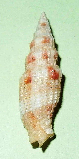 VEXILLUM MIRABILE ANGULOSA - Philippines Sea Shell - 31.4mm- F++ #2287 ...