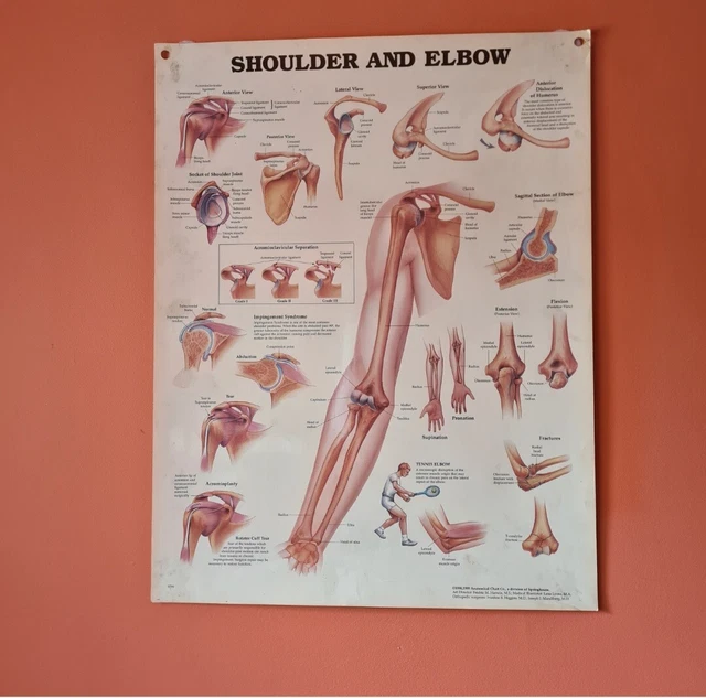 ANATOMICAL MEDICAL POSTERS The Anatomical Chart Co - Shoulder And Elbow ...