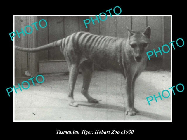 OLD LARGE HISTORIC PHOTO OF A TASMANIAN TIGER IN CAPTIVITY HOBART ZOO ...