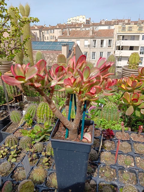 CACTUS, PLANTES GRASSES : crassula ovata minima "ghost", jeune plant 5/ ...