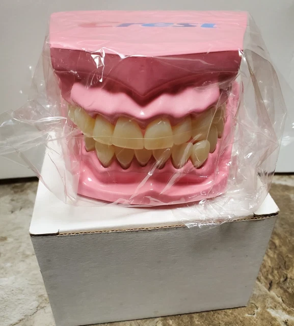 CREST MODEL TEETH Brush / Floss Demo Dental Display w/ Original Box £15 ...