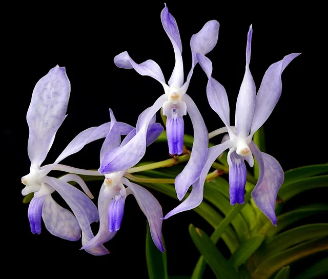 VANDA FALCATA X Vanda coerulea Complex ( Vanda Pat Arcari ) blue ...
