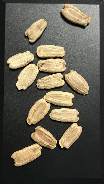 14 BANGLADESHI BANGLA Lau Khodu Bottle Gourd Dhudi Hybrid vegetable ...