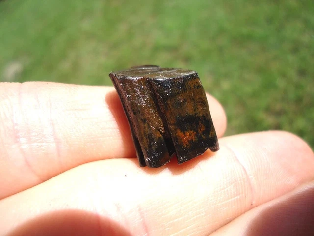 RARE GIANT BEAVER Molar Tooth Florida Fossils Teeth Jaw Bones Rodent ...