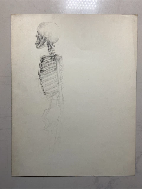 ANTIQUE VINTAGE ORIGINAL Signed Male Anatomy Chart pencil drawing £45. ...