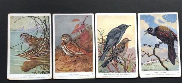 LOT DE CARTES Birds Allan Brooks Eastern North America Natl Assoc ...