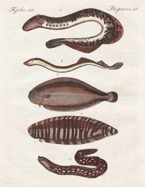 NINE EYE LAMPREY Lamprey Moray Eel Fish Fish Fish Bertuch 1796 £12.24 ...