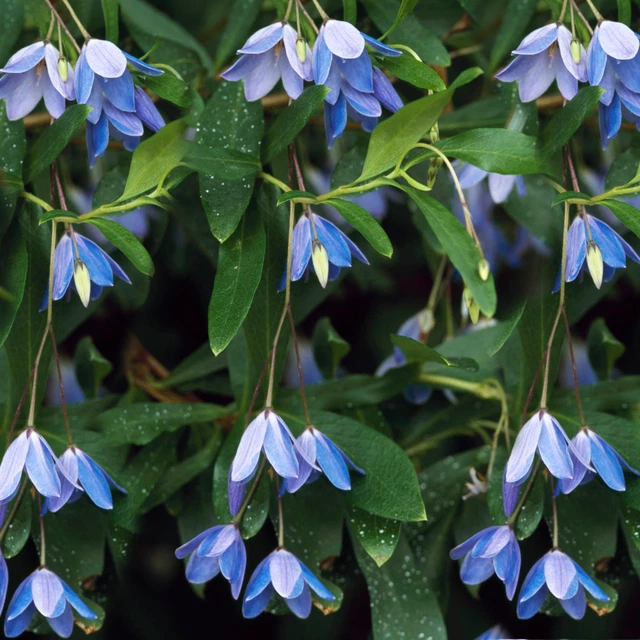 SOLLYA HETEROPHYLLA BLUEBELL Creeper Evergreen Perennial Flowering ...