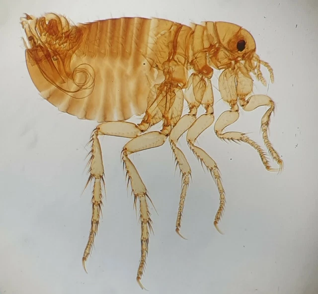 ANTIQUE MICROSCOPE Slide. Showing Human Flea Male. By E.wheeler. £22.00 ...