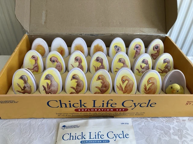 CHICK LIFE CYCLE Exploration Set £21.48 - PicClick UK