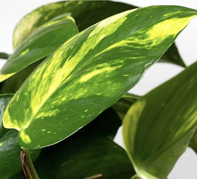 GOLDEN POTHOS SCINDAPSUS Epipremnum Aureum, large leaves £6.99 ...
