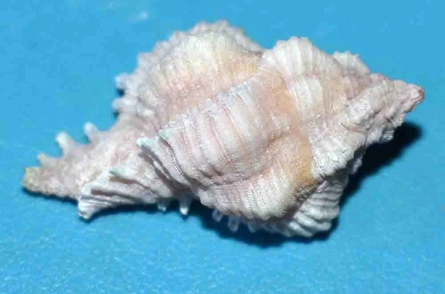 SEA SHELL - COQUILLAGES - MURICIDAE CHICOREUS THOMASI - 38.30mm EUR 20 ...