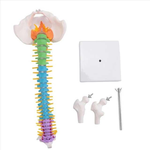 45CM WITH PELVIC Human Anatomical Anatomy Spine Spinal Column Model ...