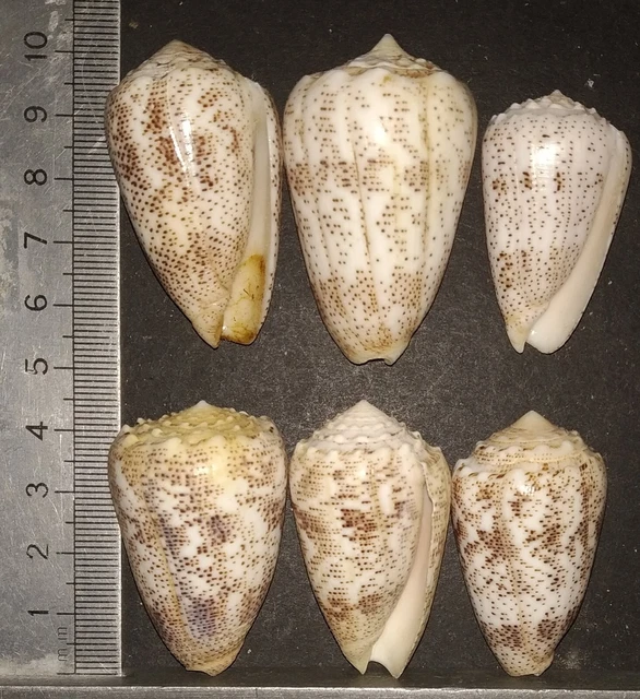 COLLECTION CONIDAE : Conus Arenatus Lot De 6 EUR 6,00 - PicClick FR