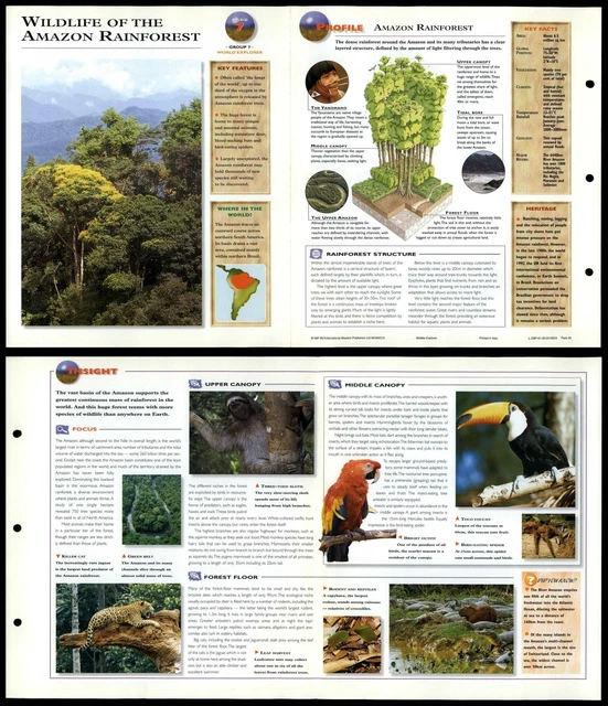 WILDLIFE OF THE Amazon Rainforest #7 World - Wildlife Explorer Fold-Out ...