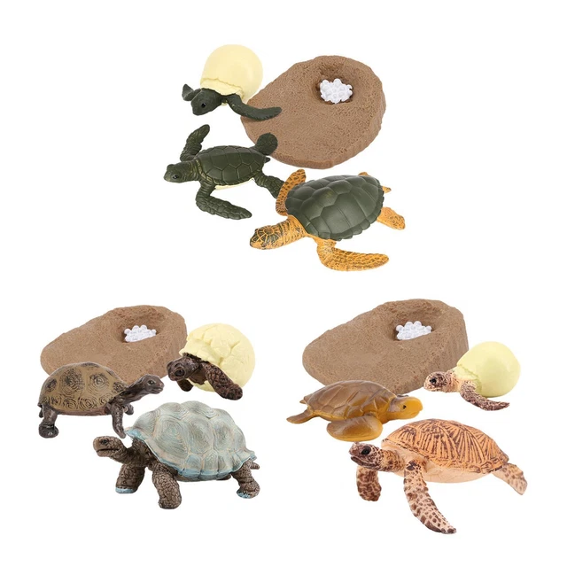 ANIMALS GROWTH CYCLE Life Cycle Model Set Sea Turtle Simulation Model ...