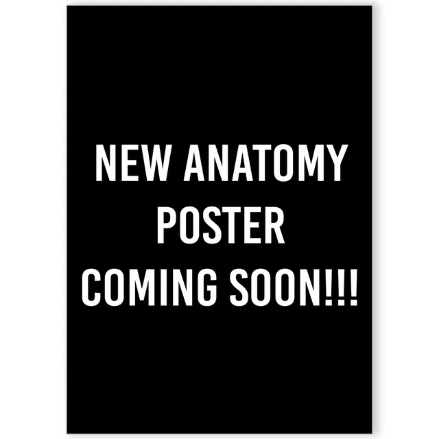 Human Muscular System Anatomy Chart Muscle Educational Poster A4 A3