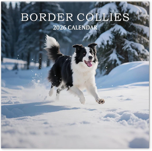 2026 WALL CALENDAR, Calendar 2026, Border Collies Monthly Wall Calendar ...