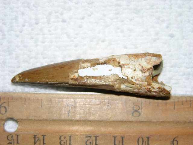 DINOSAUR FOSSIL TOOTH Spinosaurus Cretaceous Era bigger 2 inch long ...