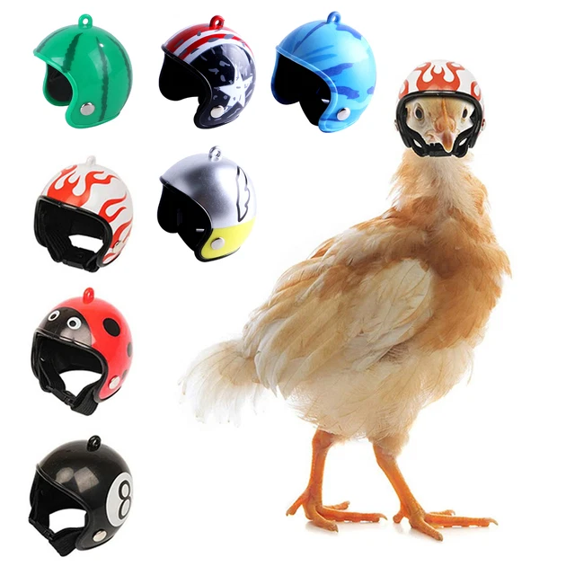 PET CHICKEN HEADGEAR Helmet Funny Parrot for Birds Small Hard Costume £ ...