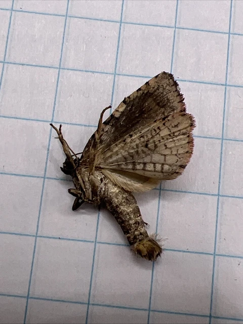 TORTRICIDAE ARCHIPS ALBERTA? RARE!! TOR 001 Collected 2025 Saskatchewan ...