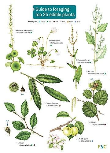GUIDE TO FORAGING: Top 25 Edible Plants (Chart) by Cremona, Clare, NEW ...
