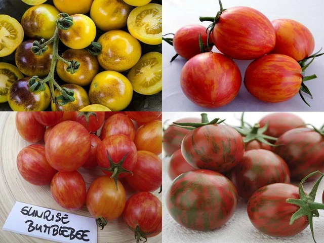 PACK TOMATES BOURDON - 4 VARIÉTÉS - 20+ graines - Grains - Graines - V ...