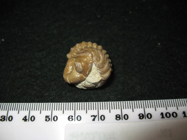 DEVONIAN KAINOPS INVIUS trilobite fossil Oklahoma #2 £40.00 - PicClick UK