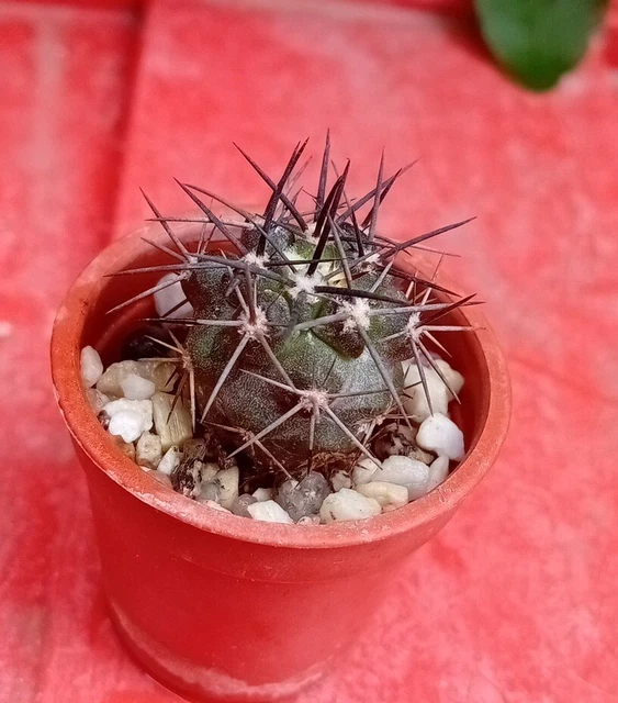 COPIAPOA FUSCA JN1985 La Cruz del Nino, Atacama 262m 2cm £2.00 ...