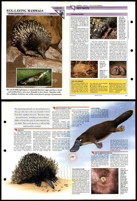 EGG-LAYING MAMMALS #90 Behaviour Wildlife Fact File Fold-Out Card $2.63 ...