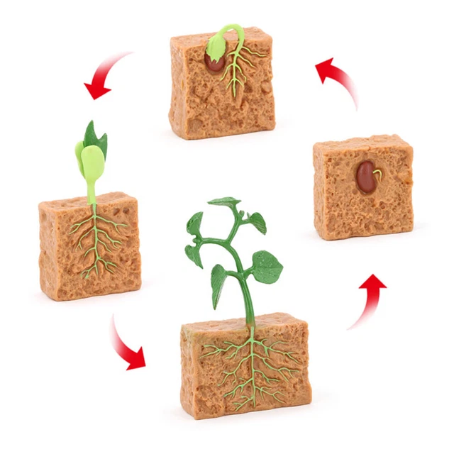LIFE CYCLE PLANT Growth Cycle Model Life Cycle Figurine Green Bean ...