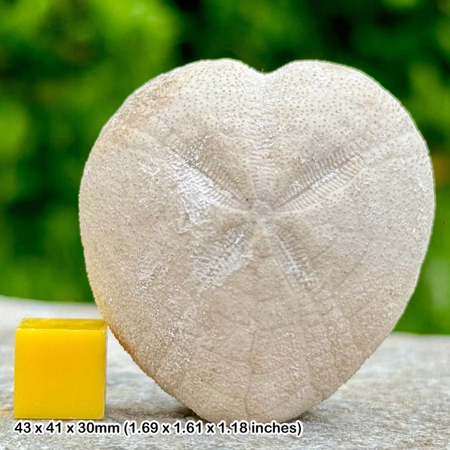 RARE MICRASTER HEART Fossil Echinoid - Cretaceous Seaford Chalk, Seven ...