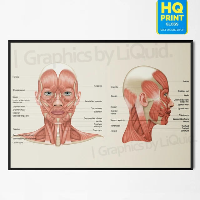 Human Anatomy Diagrams FOR SALE! - PicClick UK