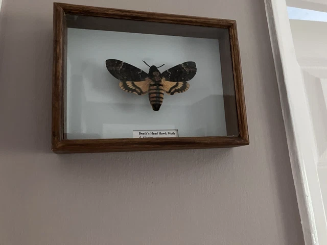 STUNNING DEATH’S HEAD Hawk Moth in solid oak Rustic Frame £42.31 ...