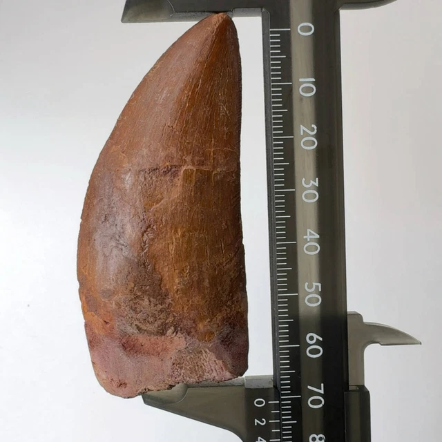 CARCHARODONTOSAURUS TOOTH FOSSIL tooth fossil dinosaur fossil specimen ...