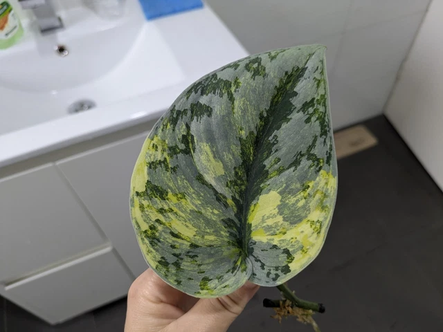 SCINDAPSUS MAYARI YELLOW/AUREA variegated (C, pls read December ...