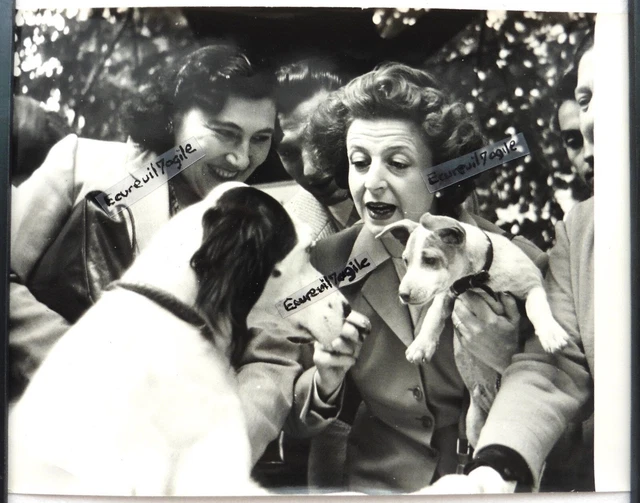 PHOTO PRESSE ACTRICE Laura ADANI avec chiens cinema italien film ITALIE ...